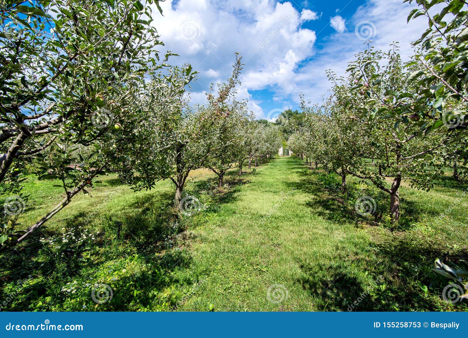 Apple Plantation with Trees Growing in Rows. Stock Image - Image of ...