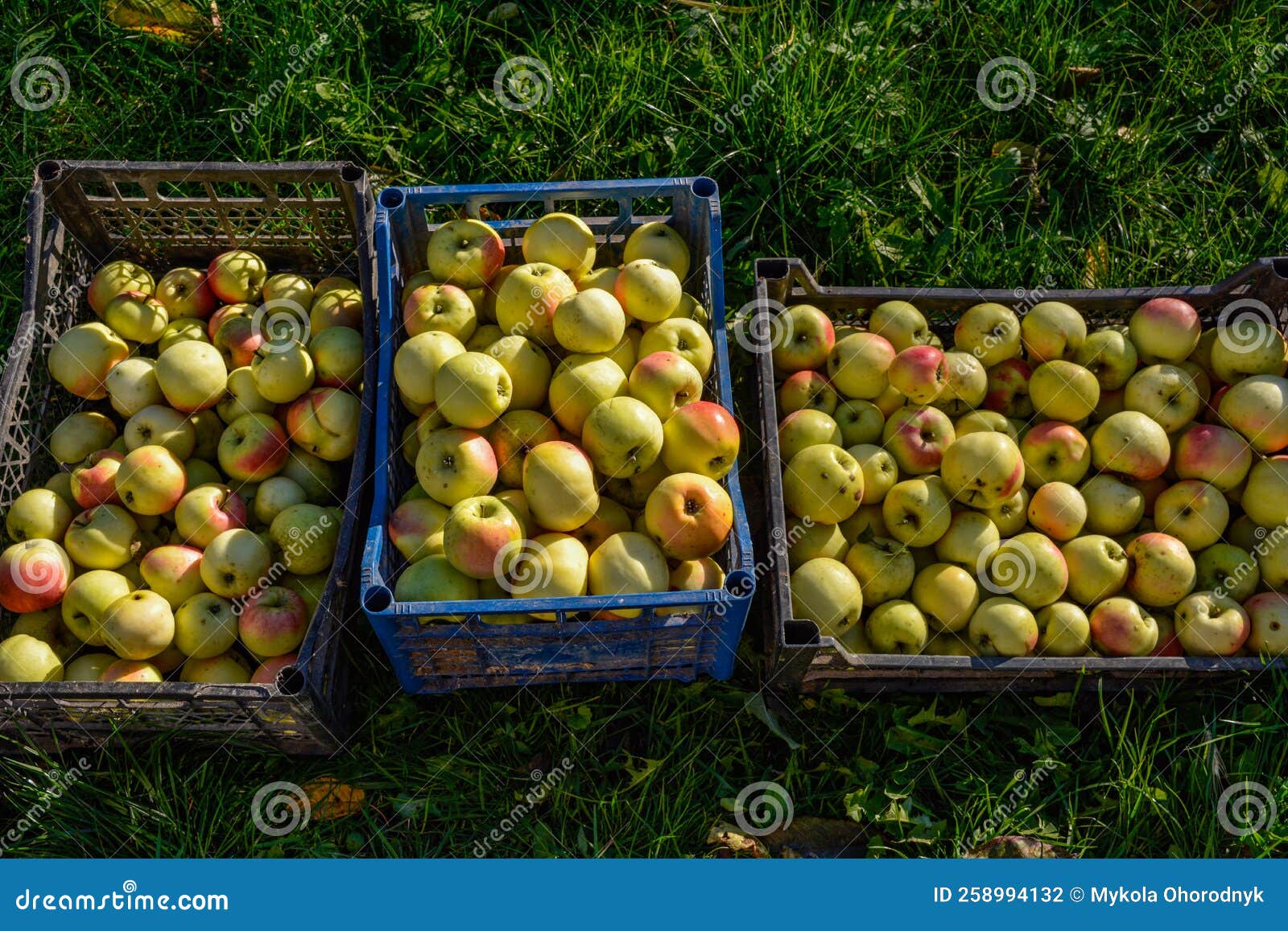 Apple in a plastic box stock photo. Image of diet, drink - 258994132