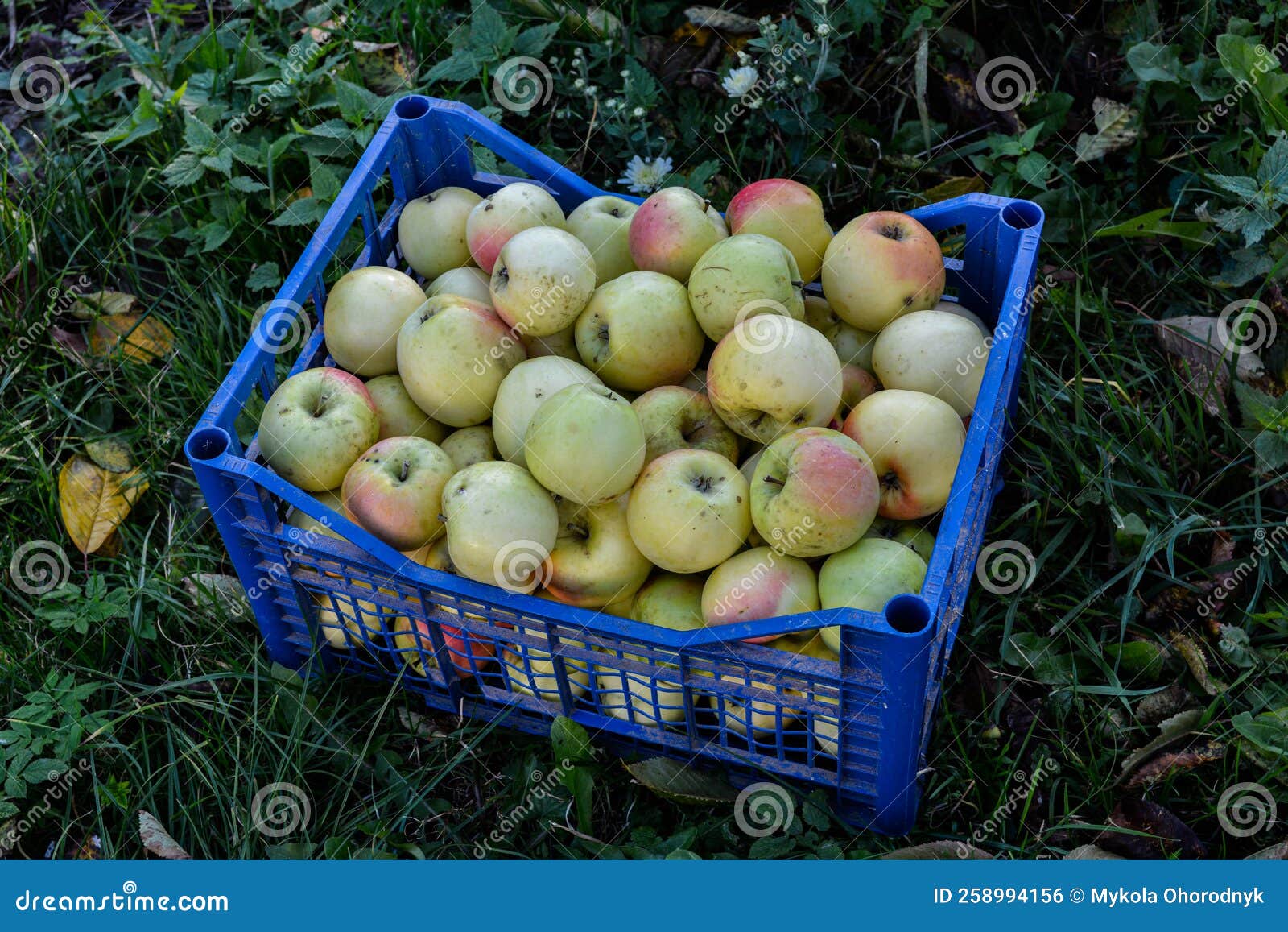 Apple in a plastic box stock photo. Image of eating - 258994156