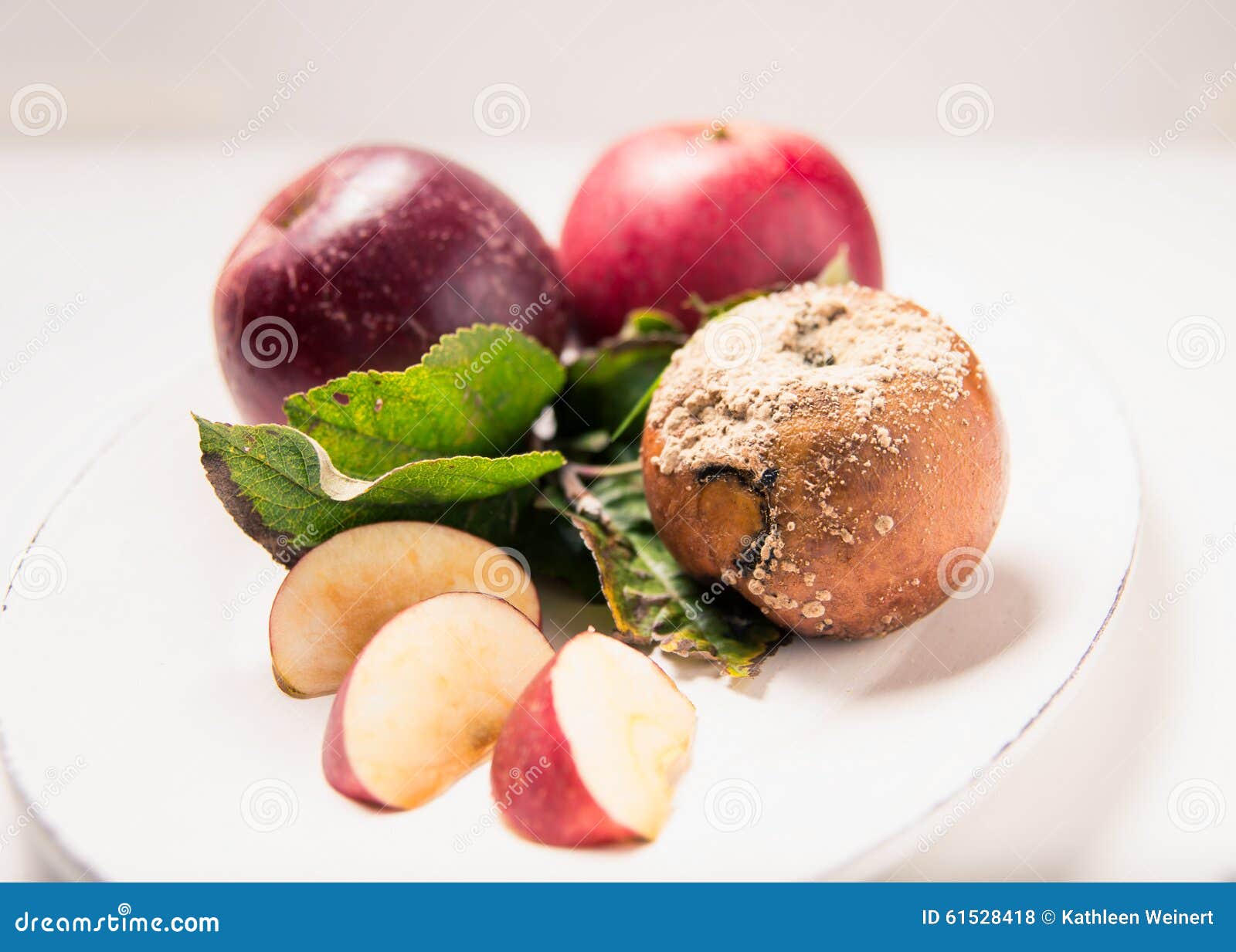 Apple Plate, Fresh and Rotten. Stock Photo - Image of apple, rotten ...