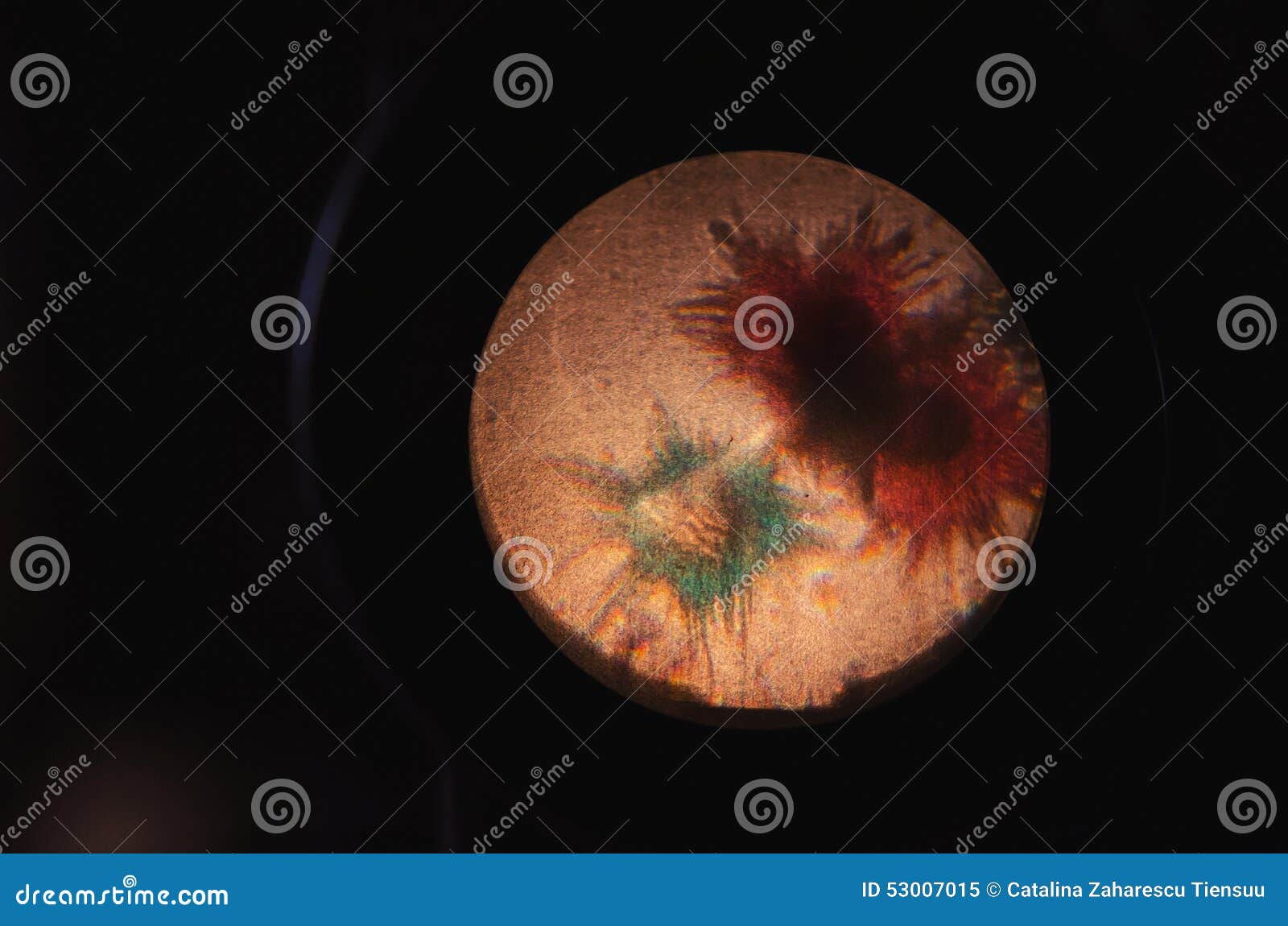 Apple pollen stock image. Image of view, rosaceae, 300x - 53007015