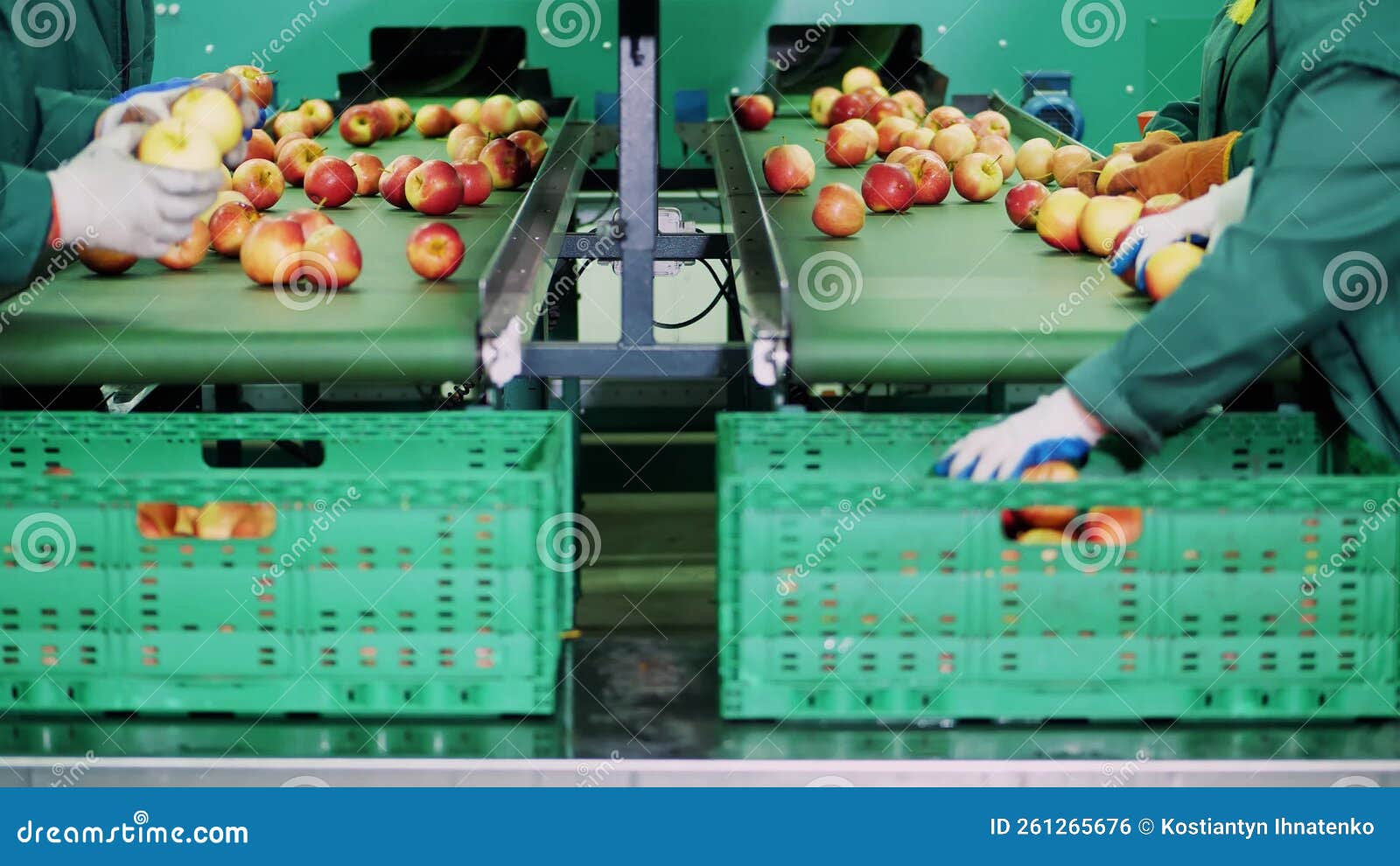 In an Apple Processing Factory, Workers in Gloves Sort Apples. Ripe ...