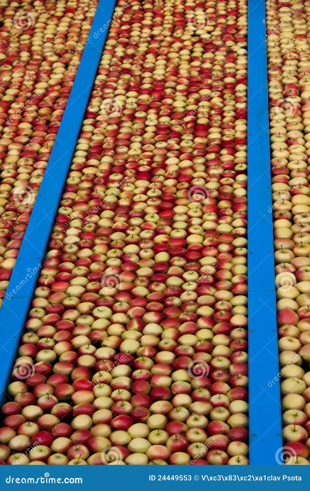 Apple production stock image. Image of food, fruit, processing - 24449553