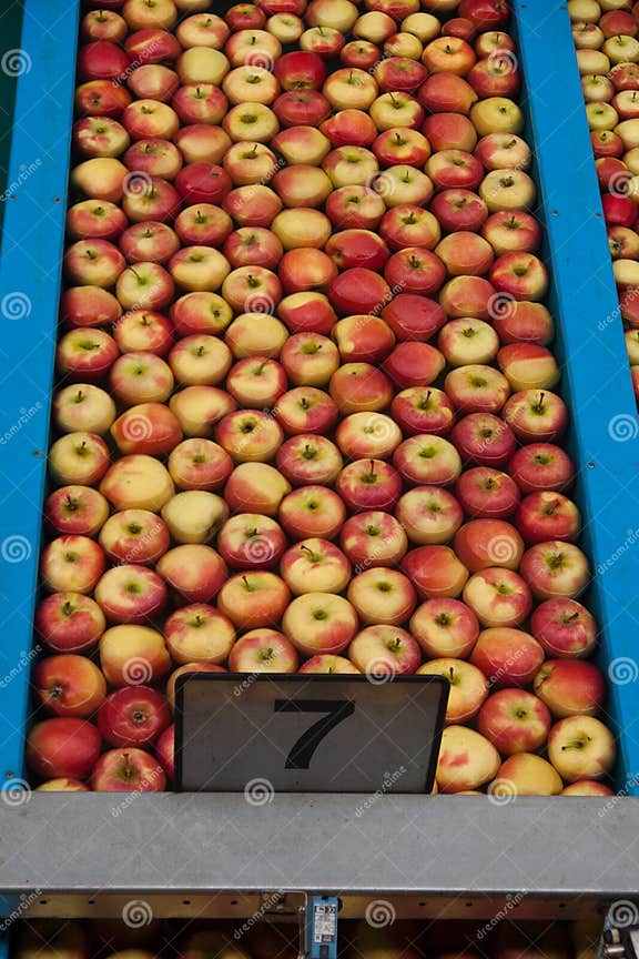 Apple production stock image. Image of processing, selection - 24449591