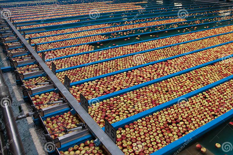 Apple production stock image. Image of factory, apples - 24449619