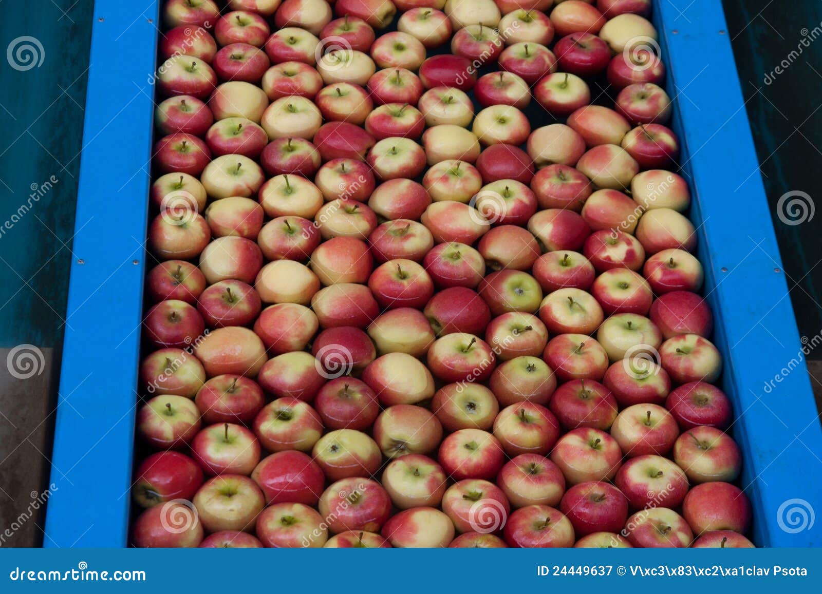 Apple production stock image. Image of fruit, industry - 24449637