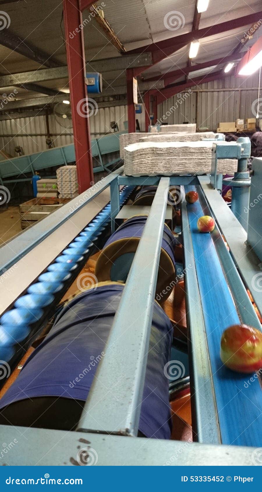 Apple Production Line stock photo. Image of line, production - 53335452