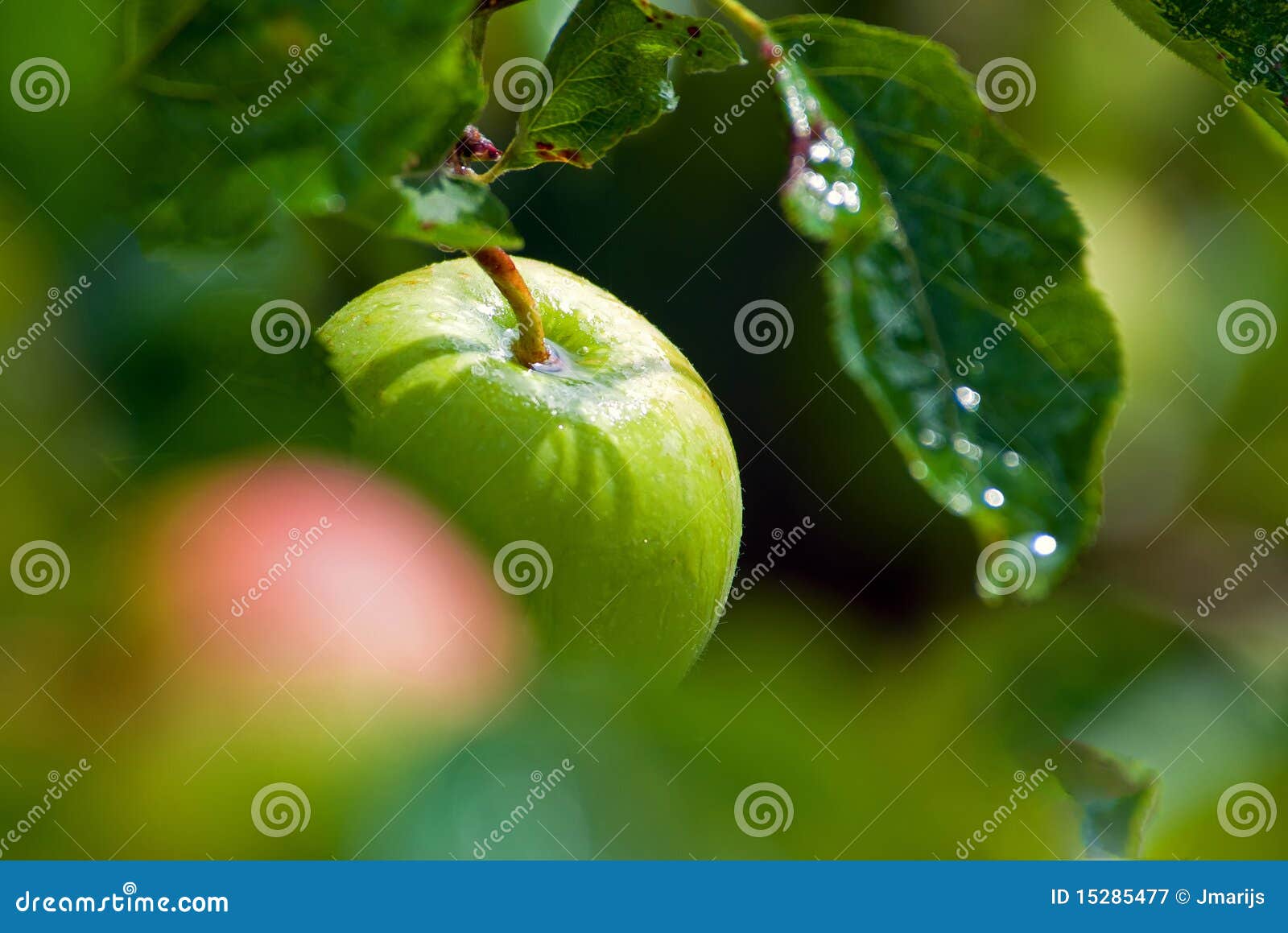 Apple in the rain stock image. Image of light, drop, apple - 15285477