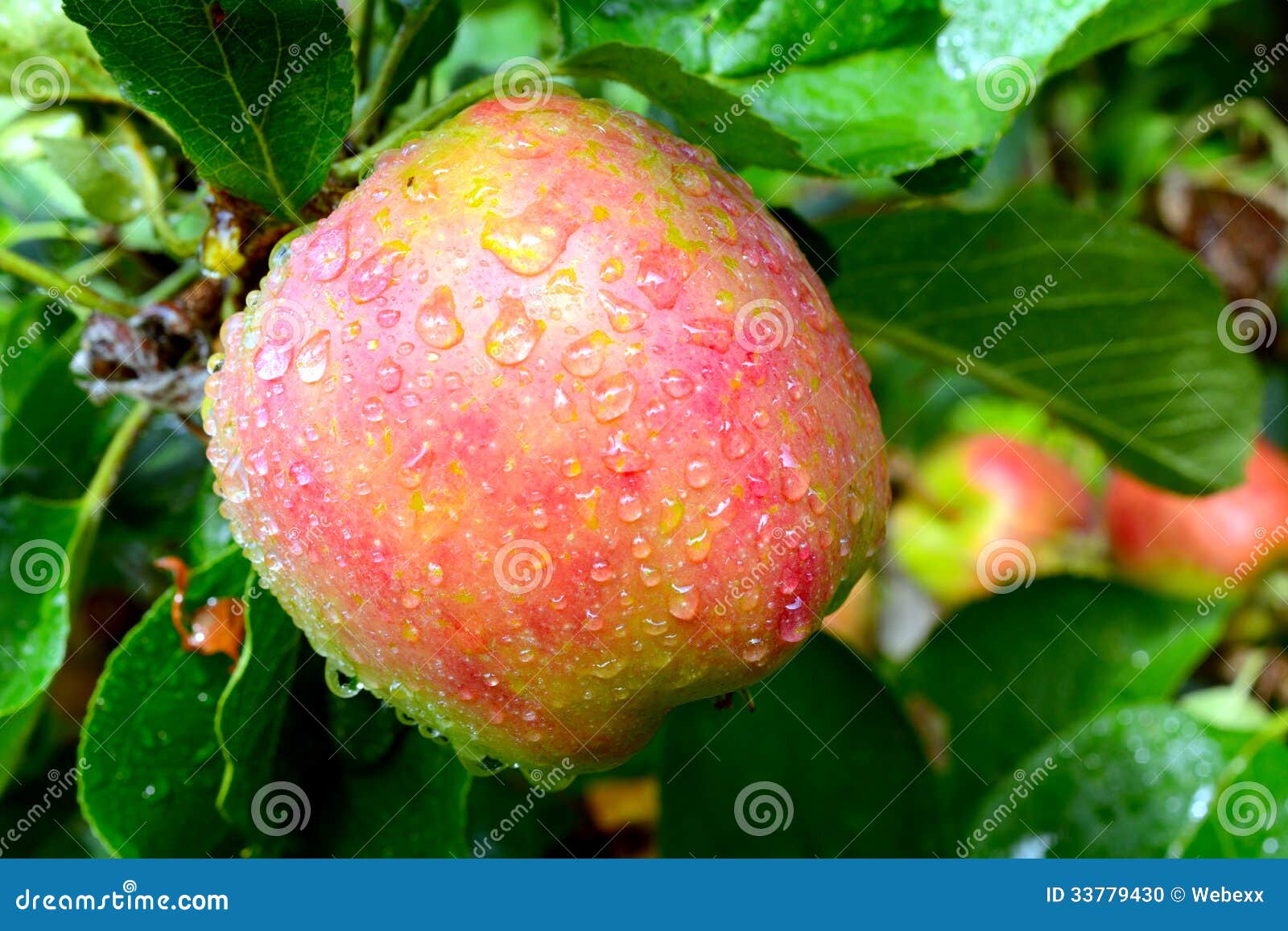 Apple in the rain stock photo. Image of introduction - 33779430