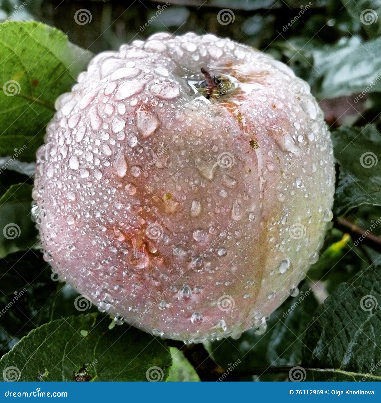 Apple after rain stock image. Image of apple, raindrops - 76112969
