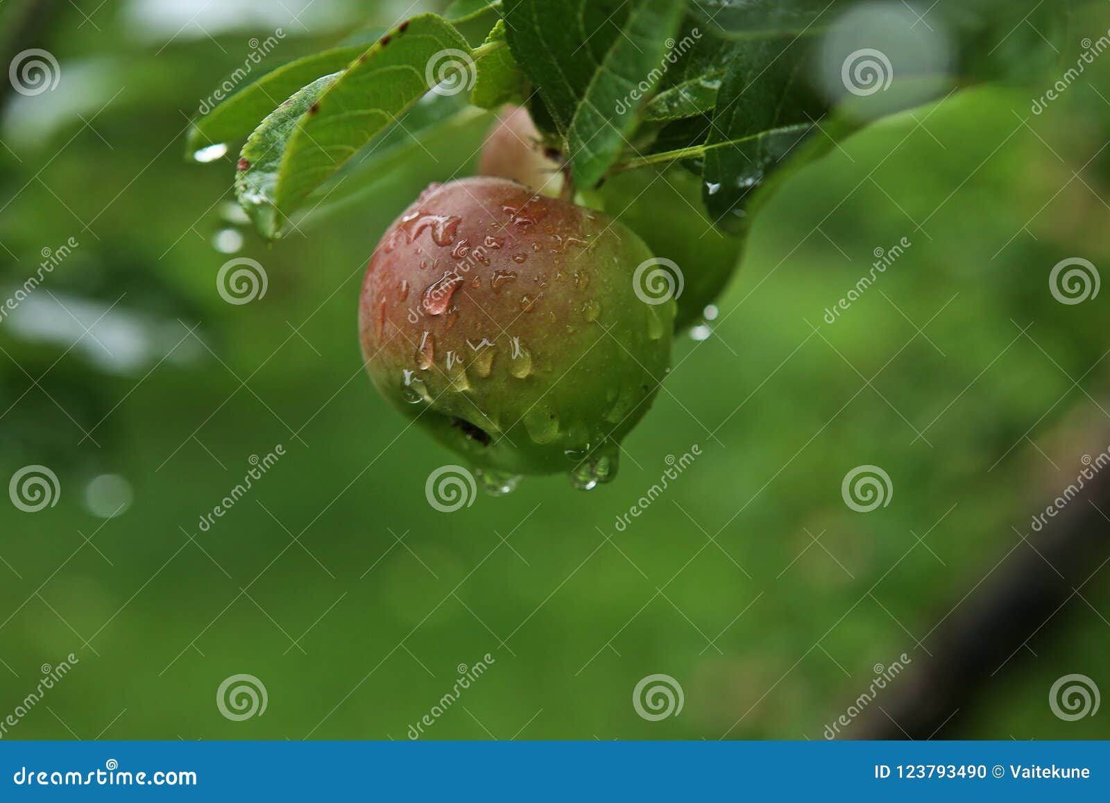 Apple with rain drop stock photo. Image of summer, drop - 123793490