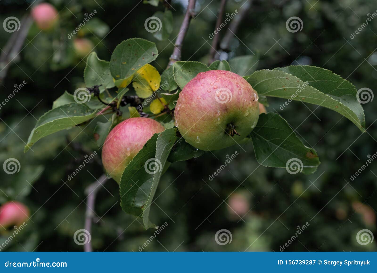 Apple with Rain Drops. Ripening Apple Fruit on Branches in Garden after ...
