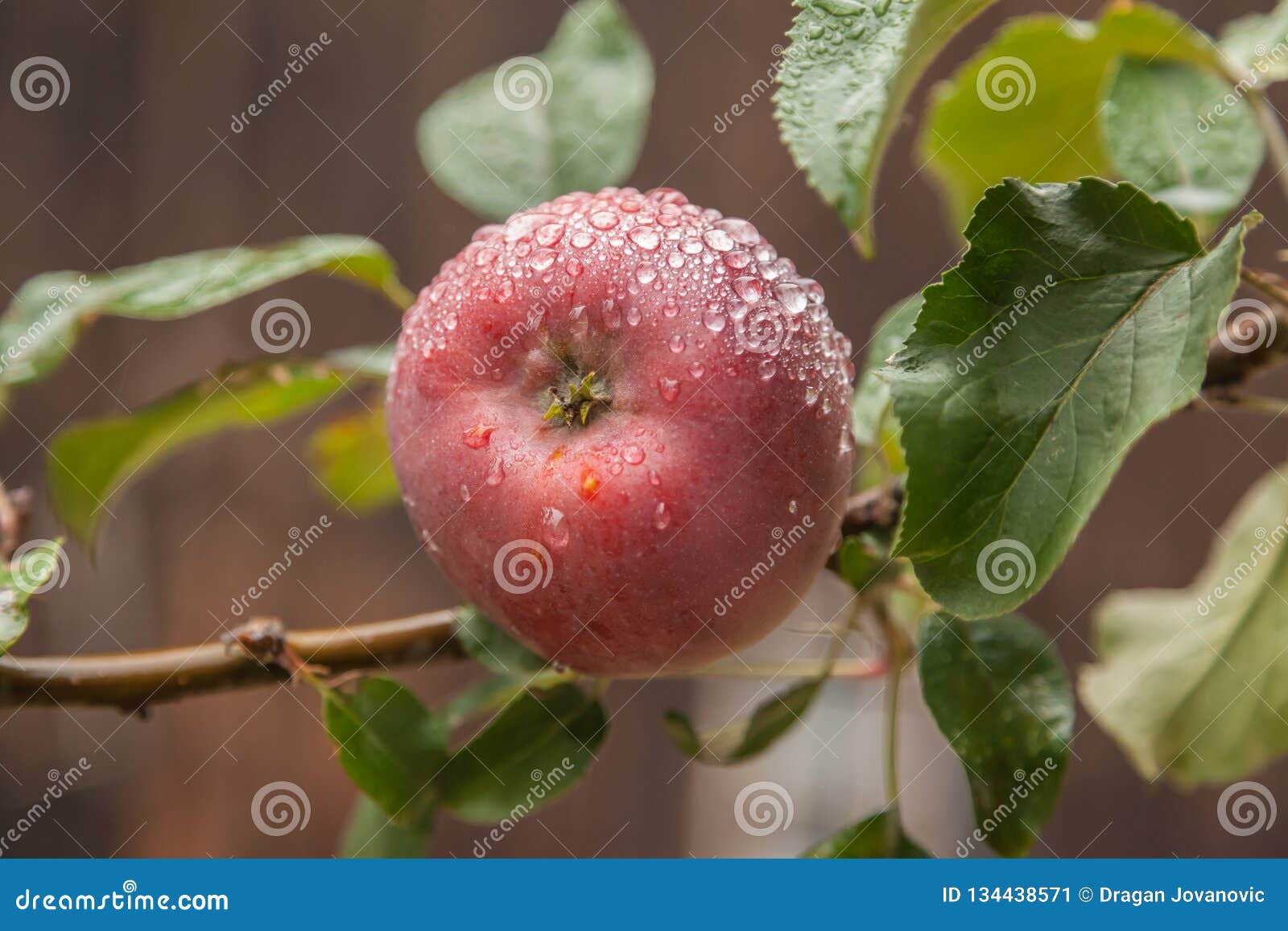 Apple with rain drops stock image. Image of branch, water - 134438571