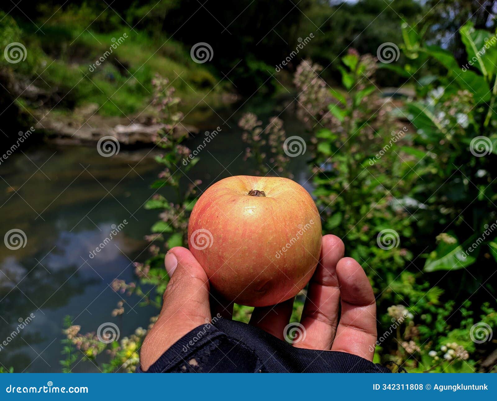 Apple in the River at Jogyakarta Indonesia Last Year Stock Photo ...