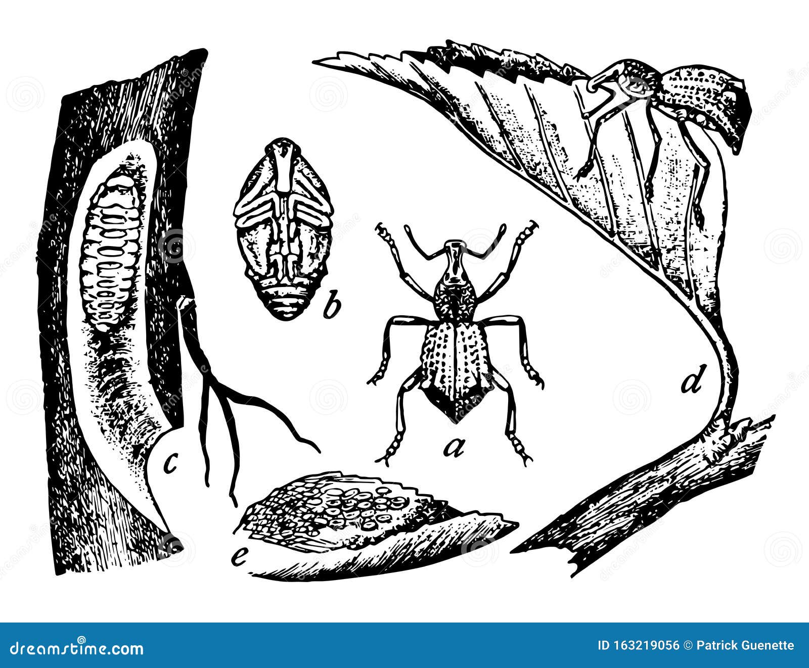 Weevil Illustration, Drawing, Engraving, Ink, Line Art, Vector ...