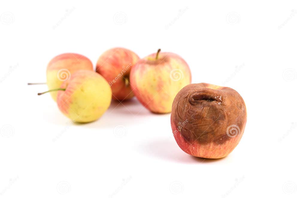 Apple rot on a white stock image. Image of disappointing - 126190415