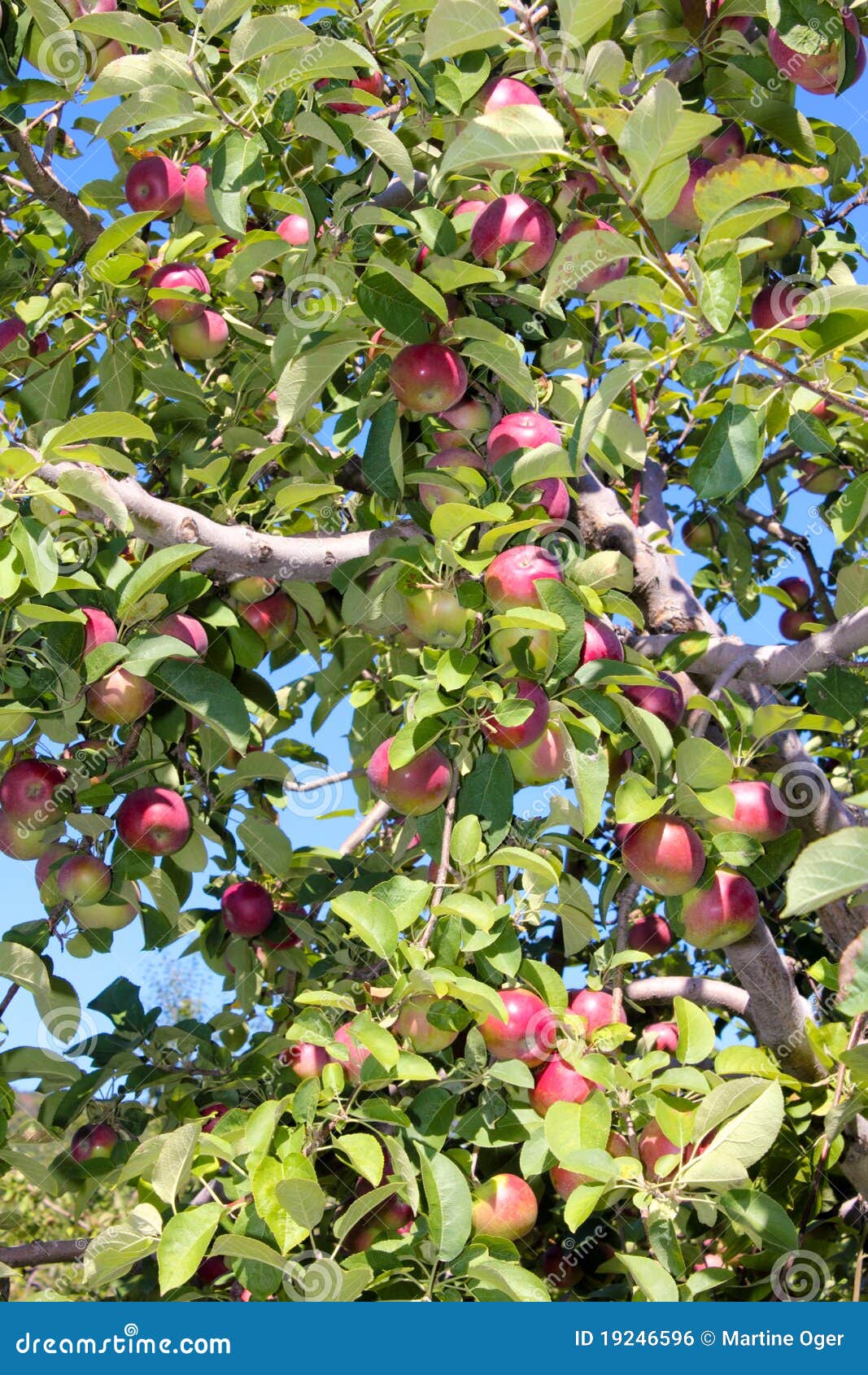 Apple Rouge Sur Le Branchement. Photo stock - Image du nature, couleur ...
