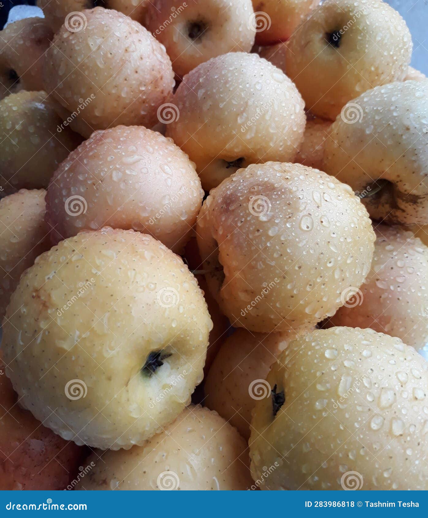 An apple is a Round, Edible fruit produced by an apple Tree (Malus ...