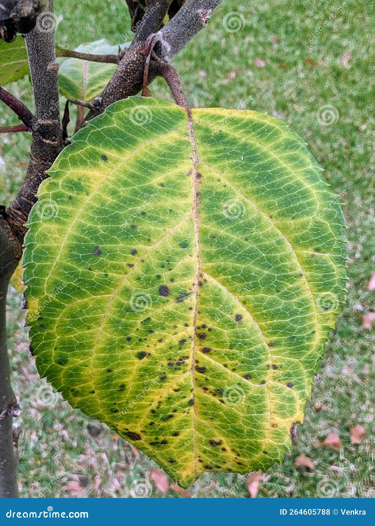 Rust Disease On Pear Leaves Mushroom Of The Family Pucciniaceae Royalty ...