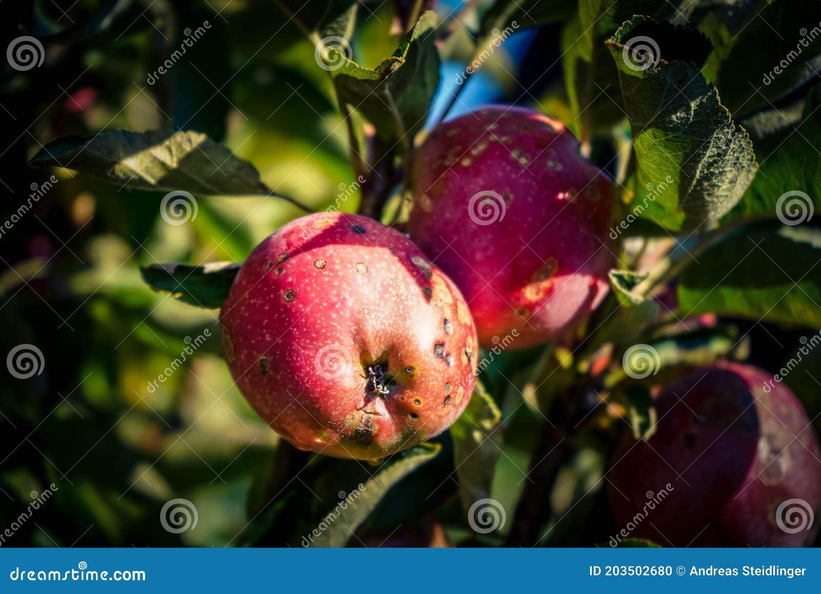 Apple scab disease stock photo. Image of inaequalis - 203502680