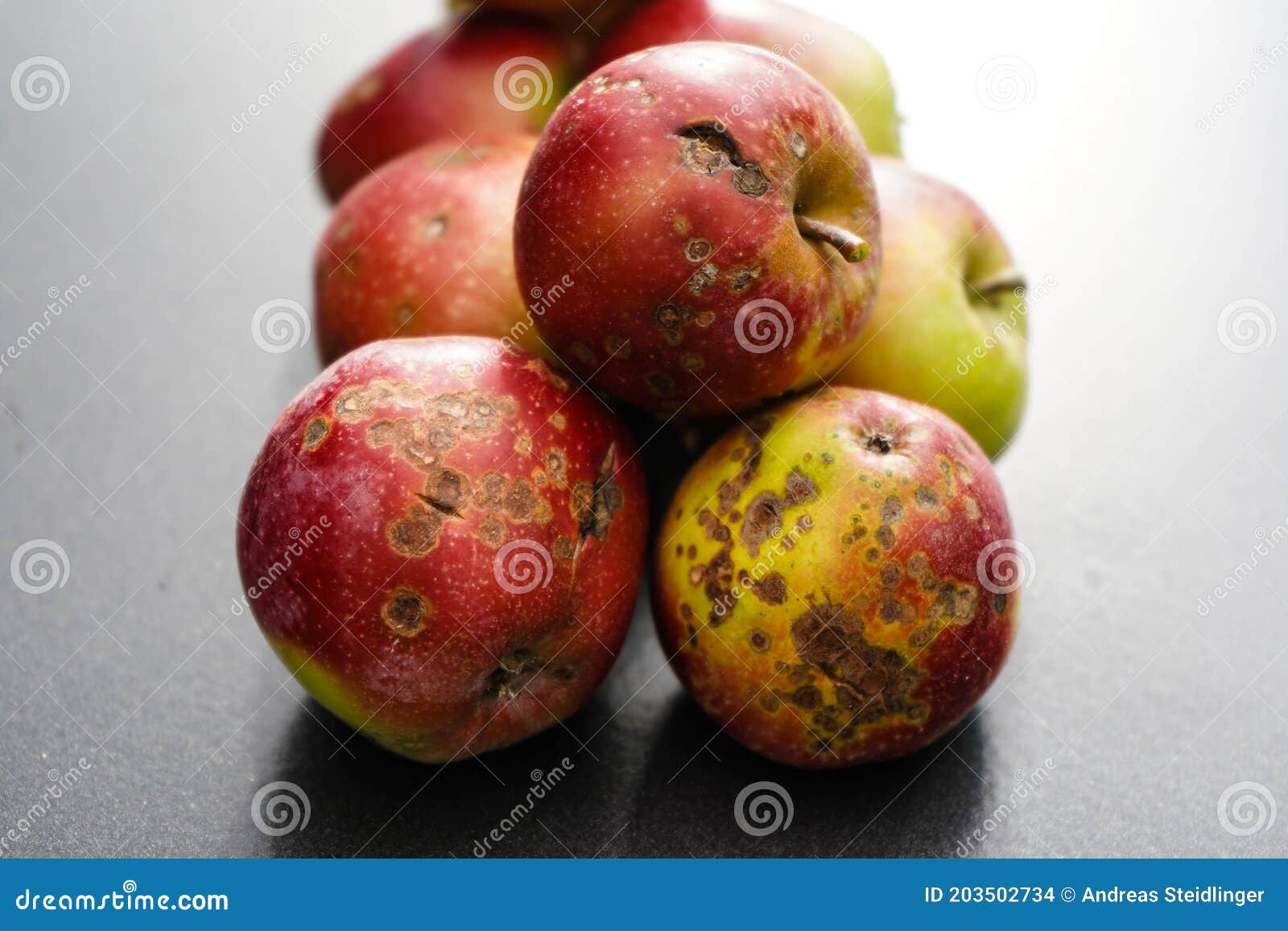 Apple scab disease stock photo. Image of green, infections - 203502734