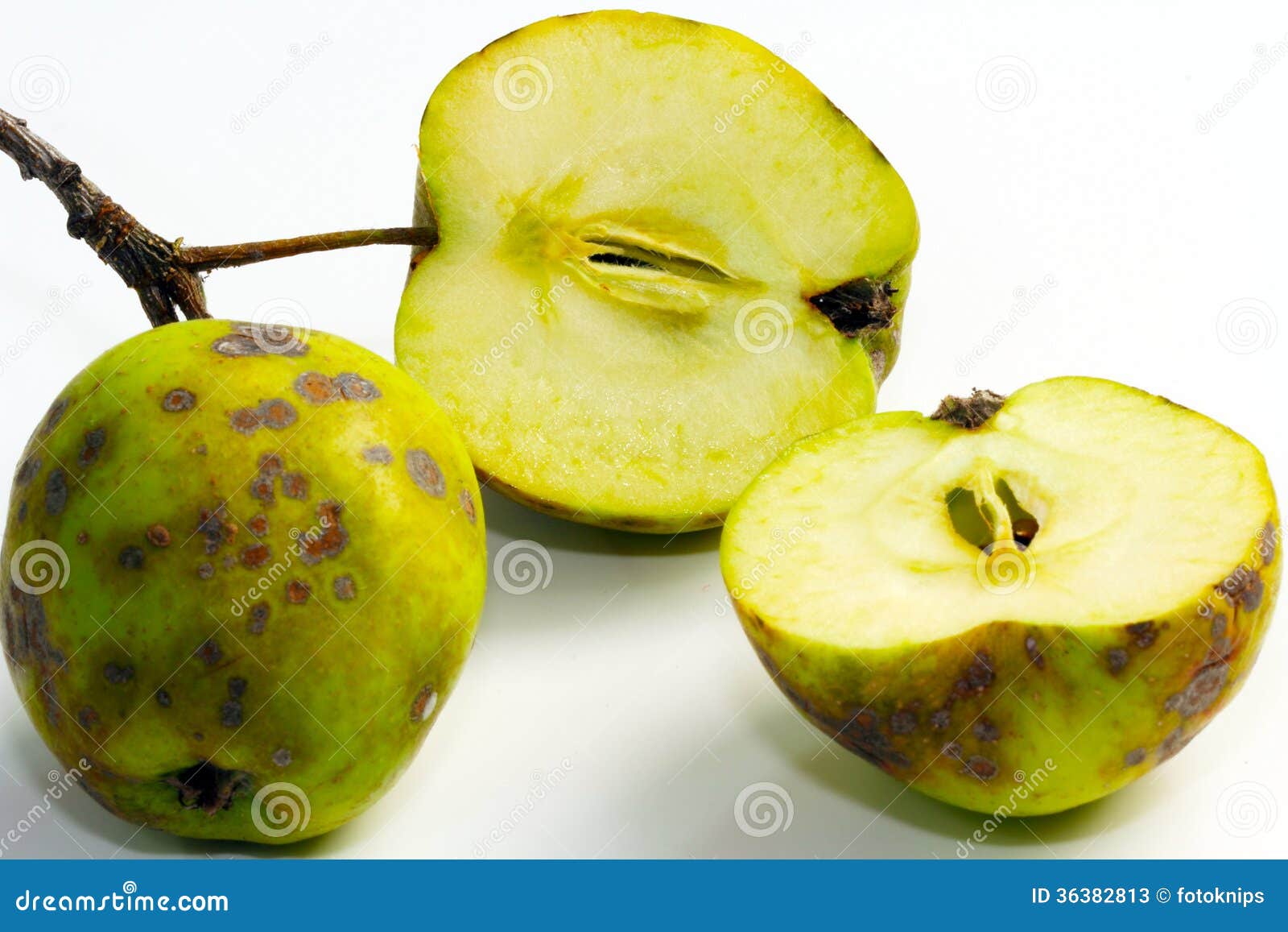 Apple scab, fruit disease stock image. Image of mushroom - 36382813