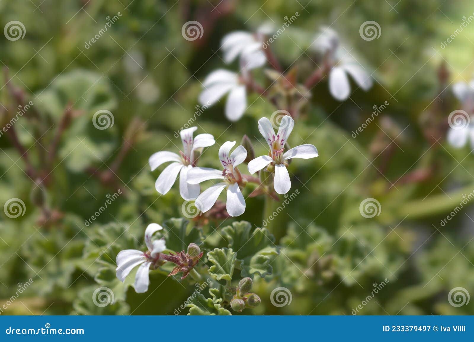 Apple scented geranium stock image. Image of botany - 233379497