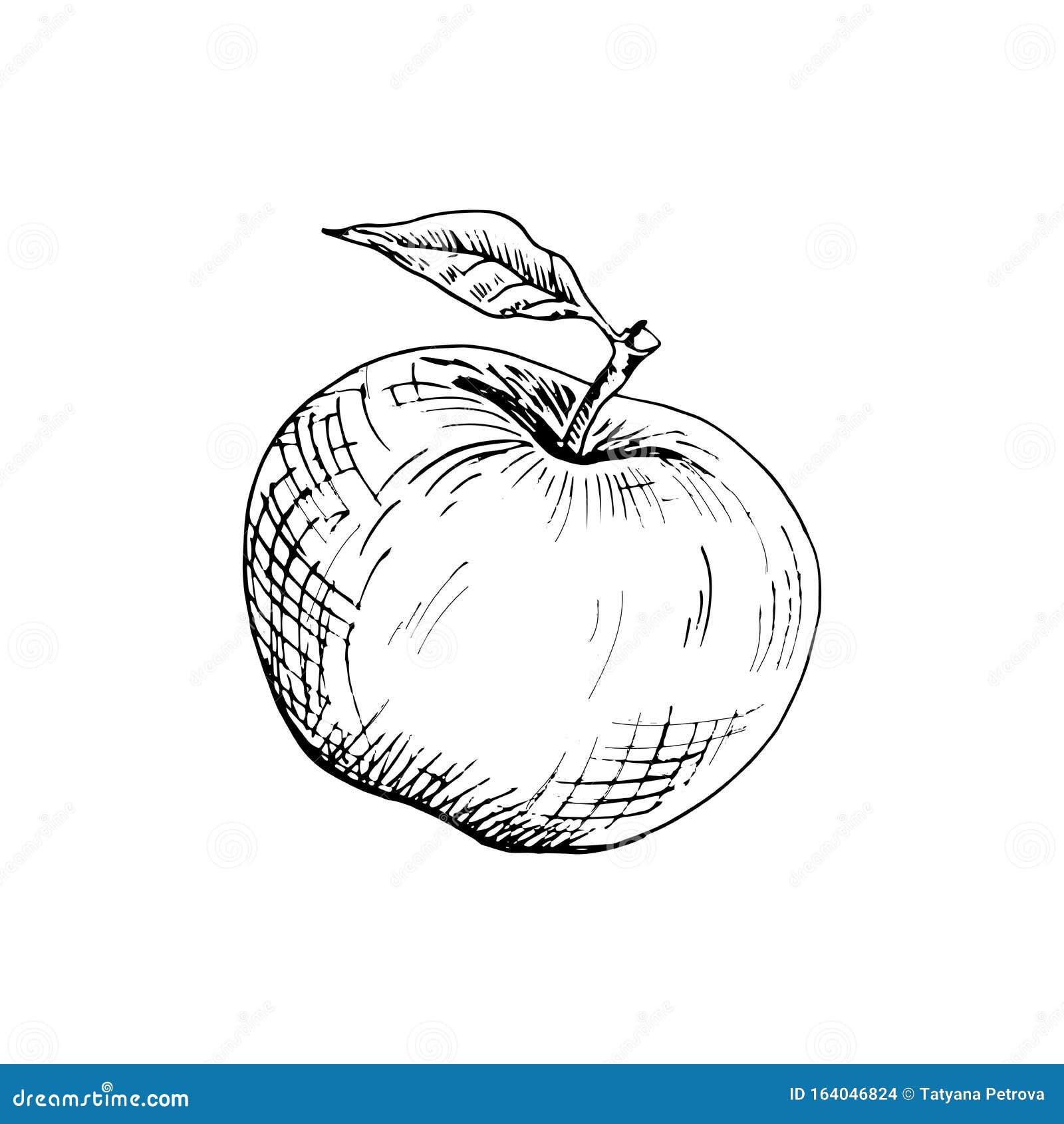 Apple-schets Handgetrokken Appel Vectorillustratie, Geïsoleerd Op Wit ...