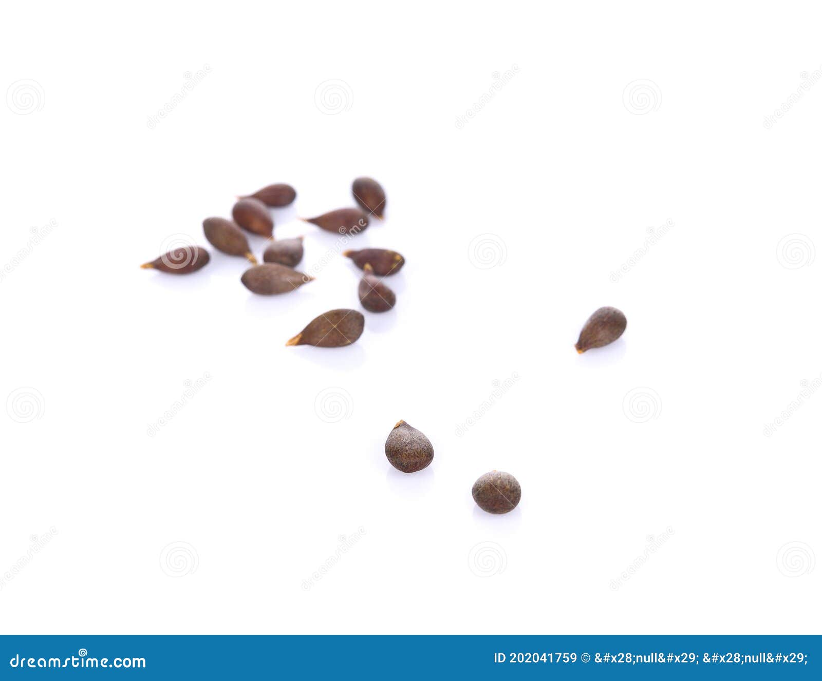 Apple Seeds on White Background. Stock Image - Image of gourmet, seed ...