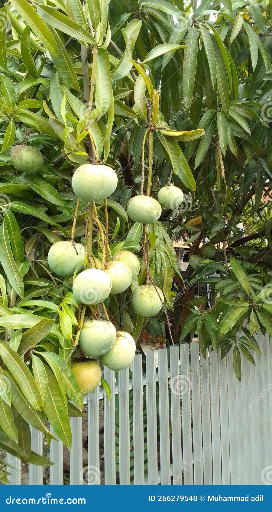 Apple shaped mango stock photo. Image of mango, agriculture - 266279540
