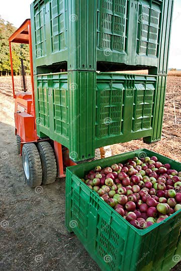 Apple shipping stock image. Image of fruit, crates, color - 21402273