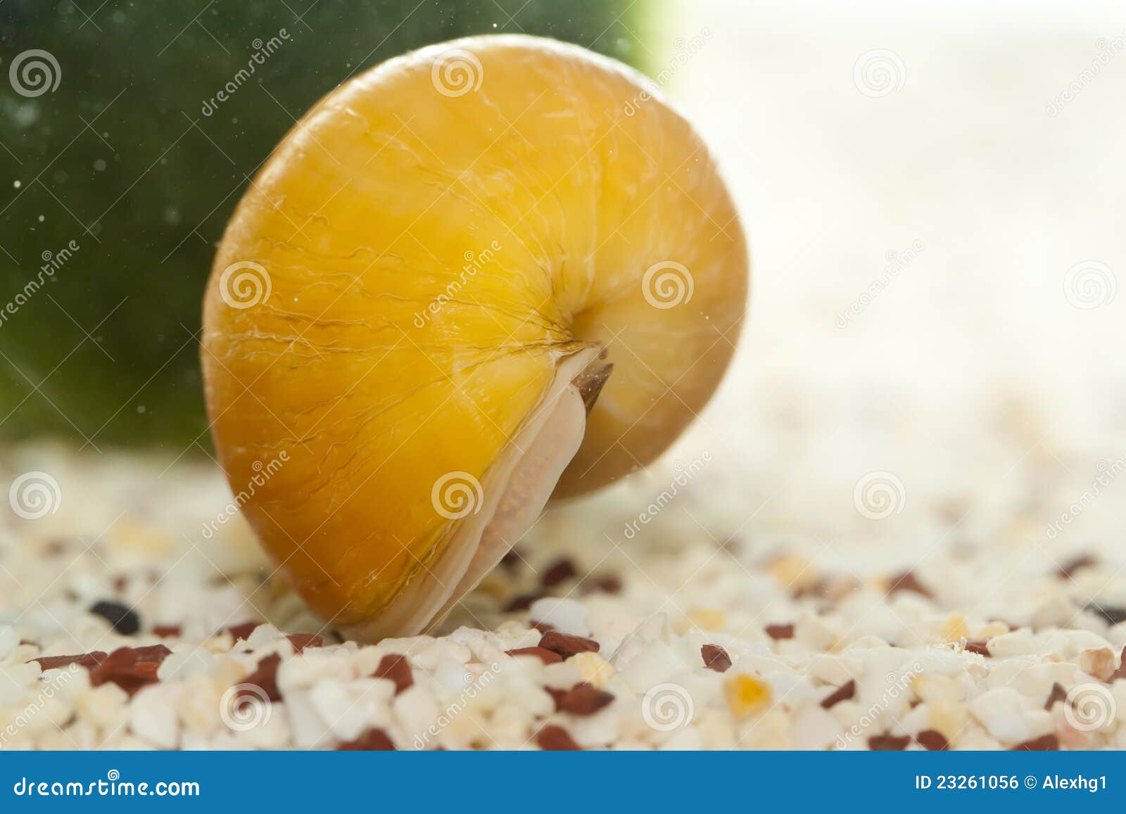 Apple snail stock photo. Image of creepiness, home, ampullariidae ...