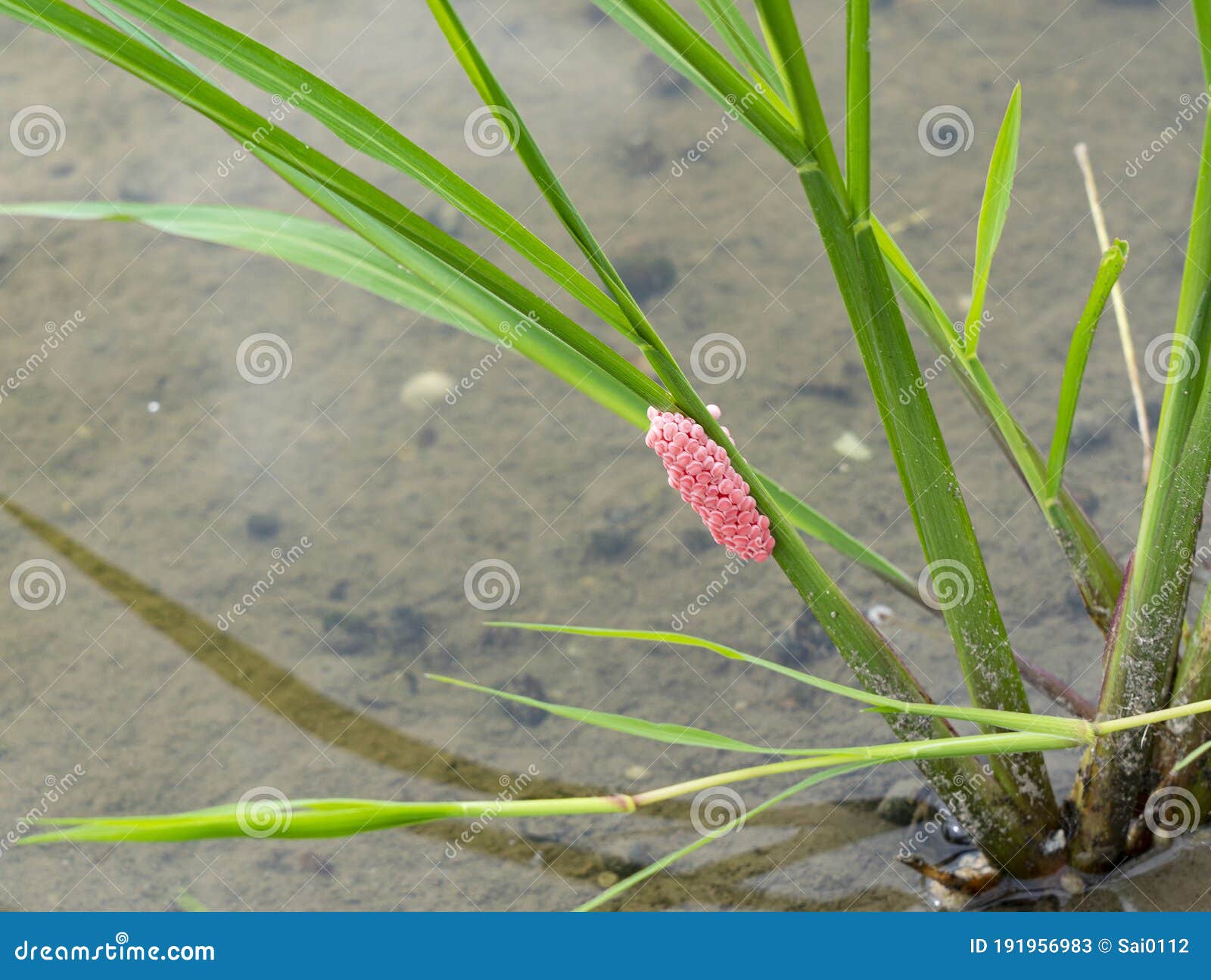 Apple Snail Eggs on Rice Plant Stock Image - Image of field, nature ...