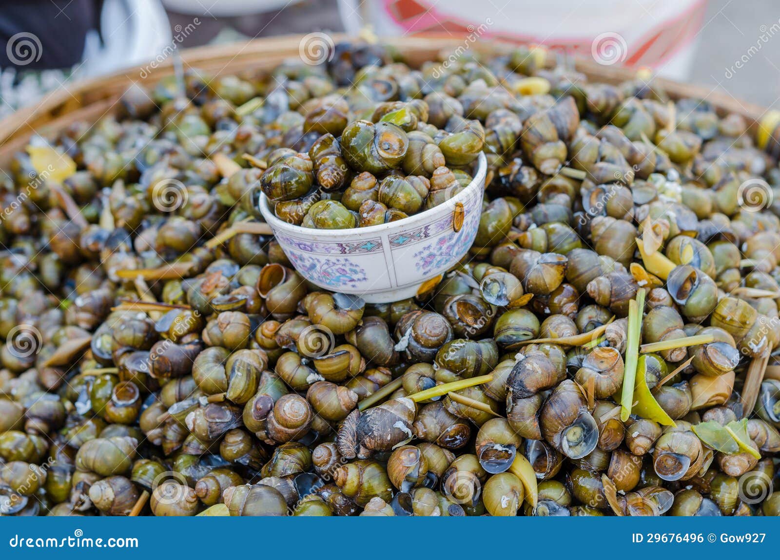 Apple Snail In The Mud At Lake Kissimmee Park, Florida. Stock Photo ...