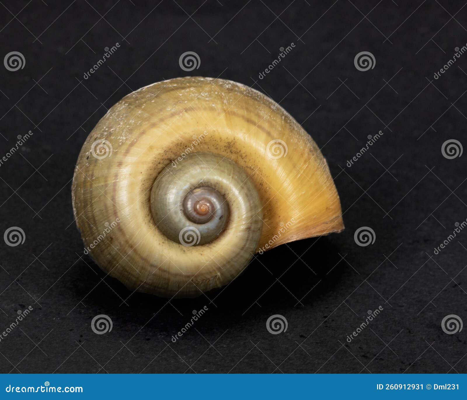 Apple Snail Shell Against a Black Background Stock Image - Image of ...