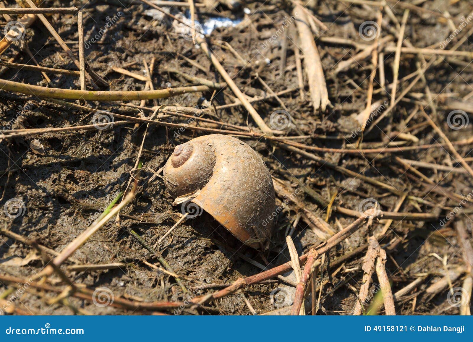 Apple snail shell stock image. Image of food, snail, animal - 49158121