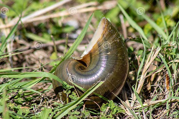 Apple snail shell stock photo. Image of animal, outdoors - 133061110