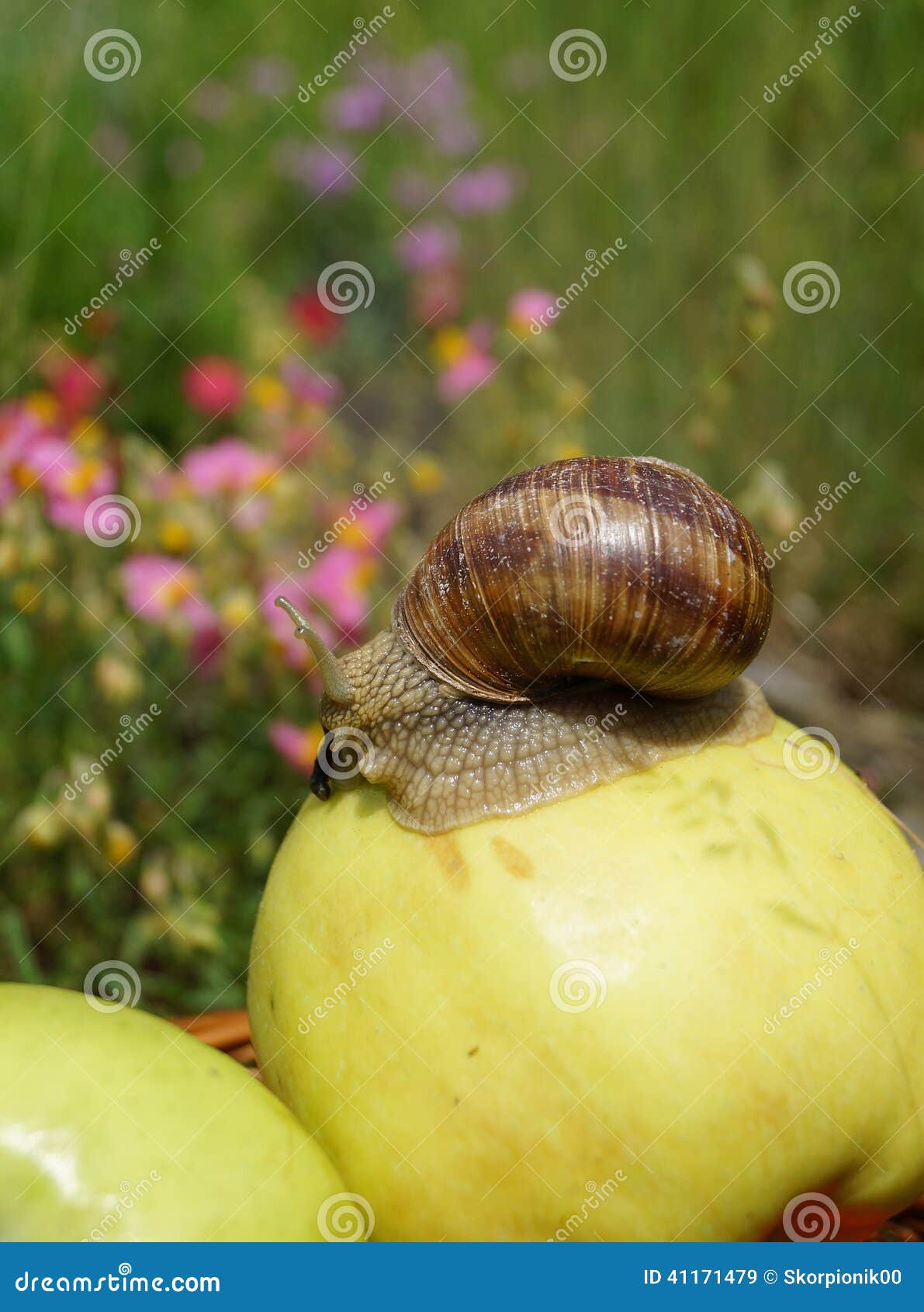 On apple snail stock image. Image of food, plants, leaf - 41171479