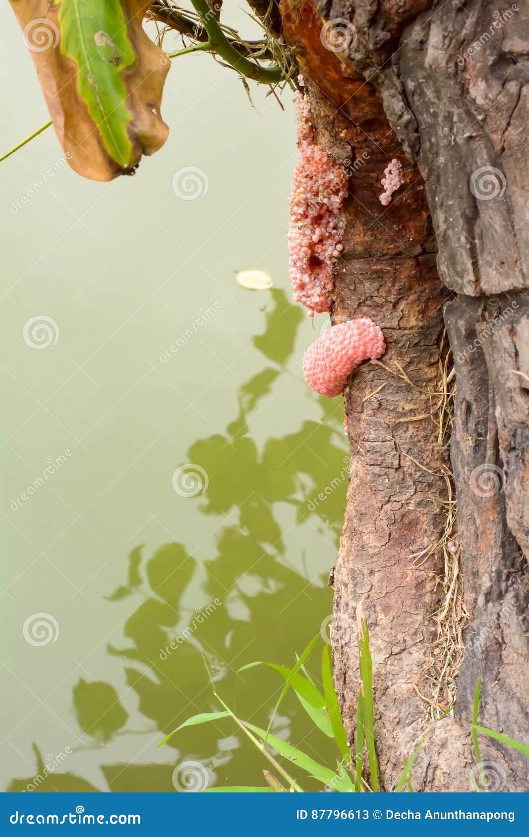 Snails Lay Eggs In Rice Fields. Family Of African Snails Achatina Near ...
