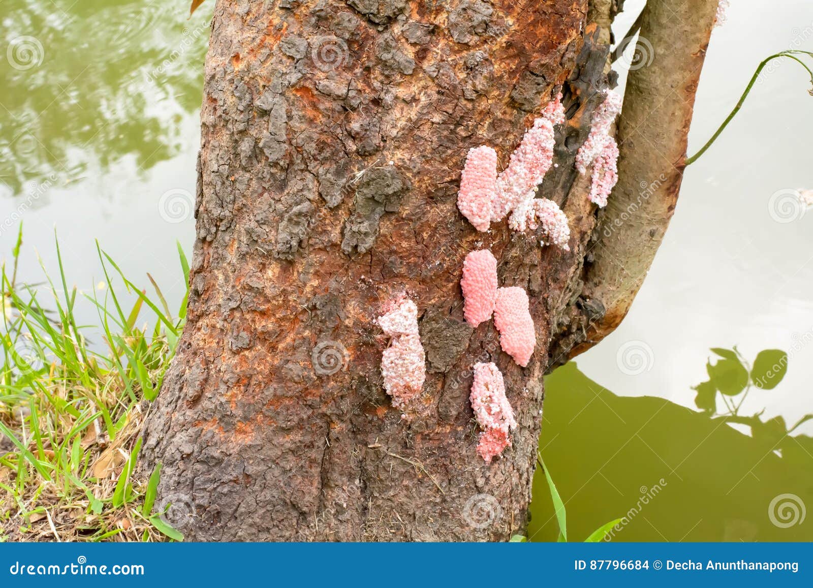 Snails Lay Eggs In Rice Fields. Family Of African Snails Achatina Near ...