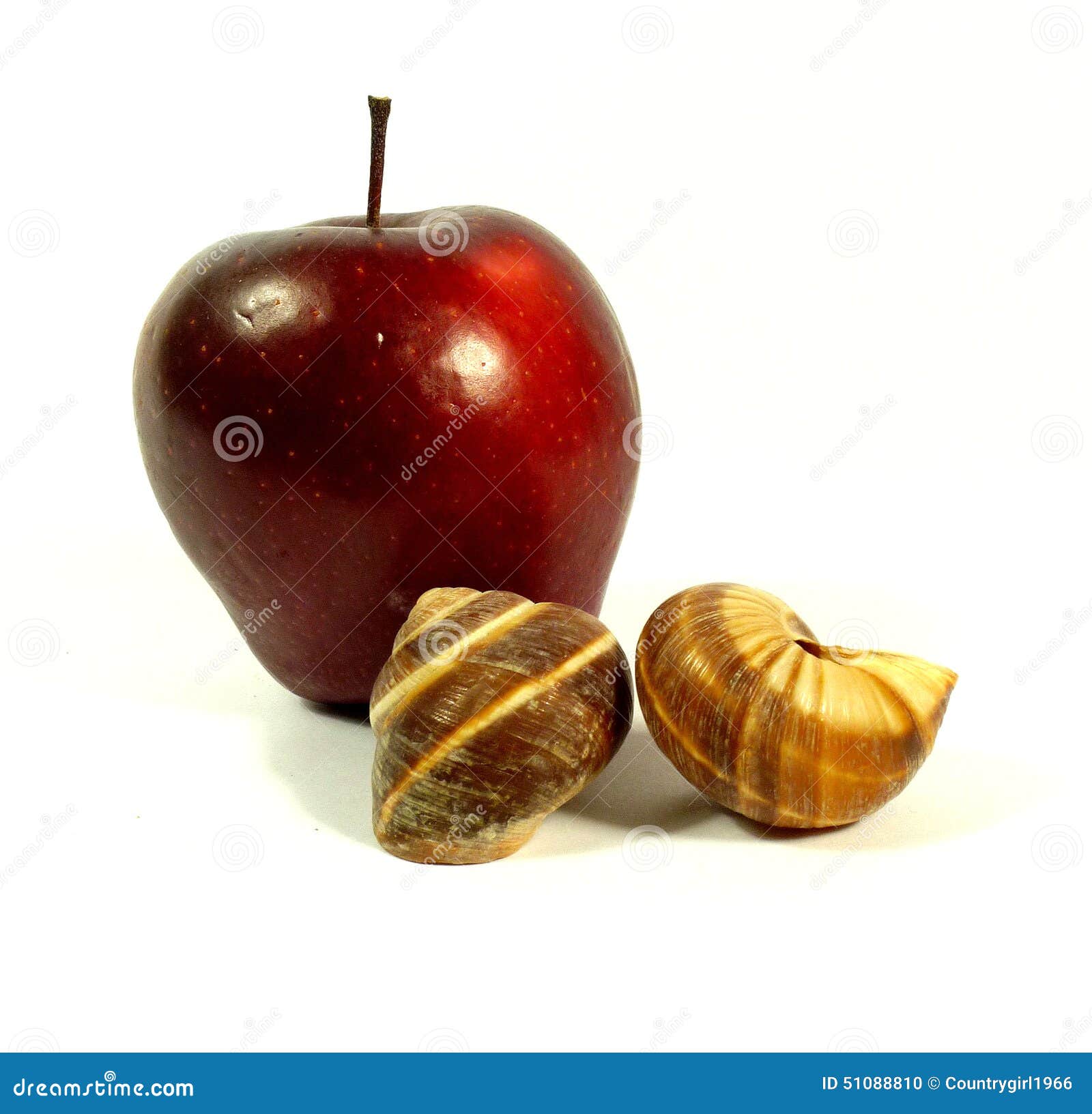 Apple with snails stock photo. Image of snail, shellfish - 51088810
