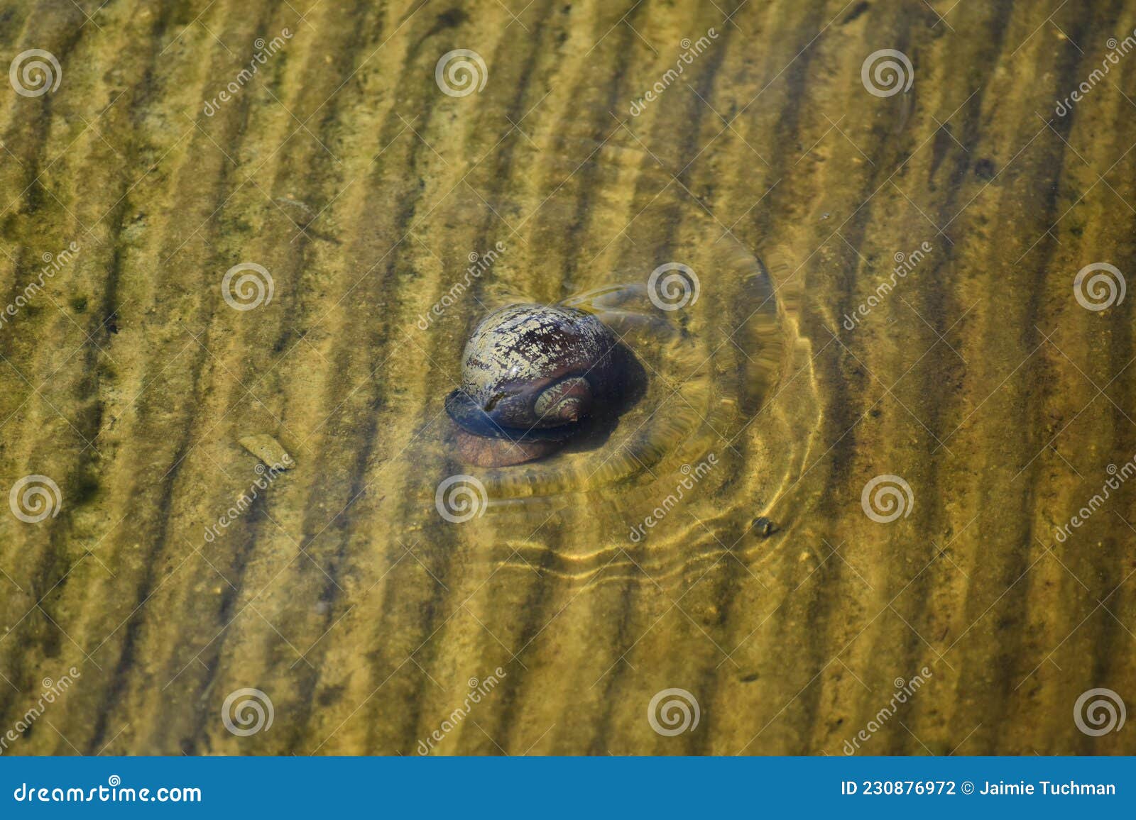 Apple Snail Shells in the Florida Marsh Stock Photo - Image of food ...