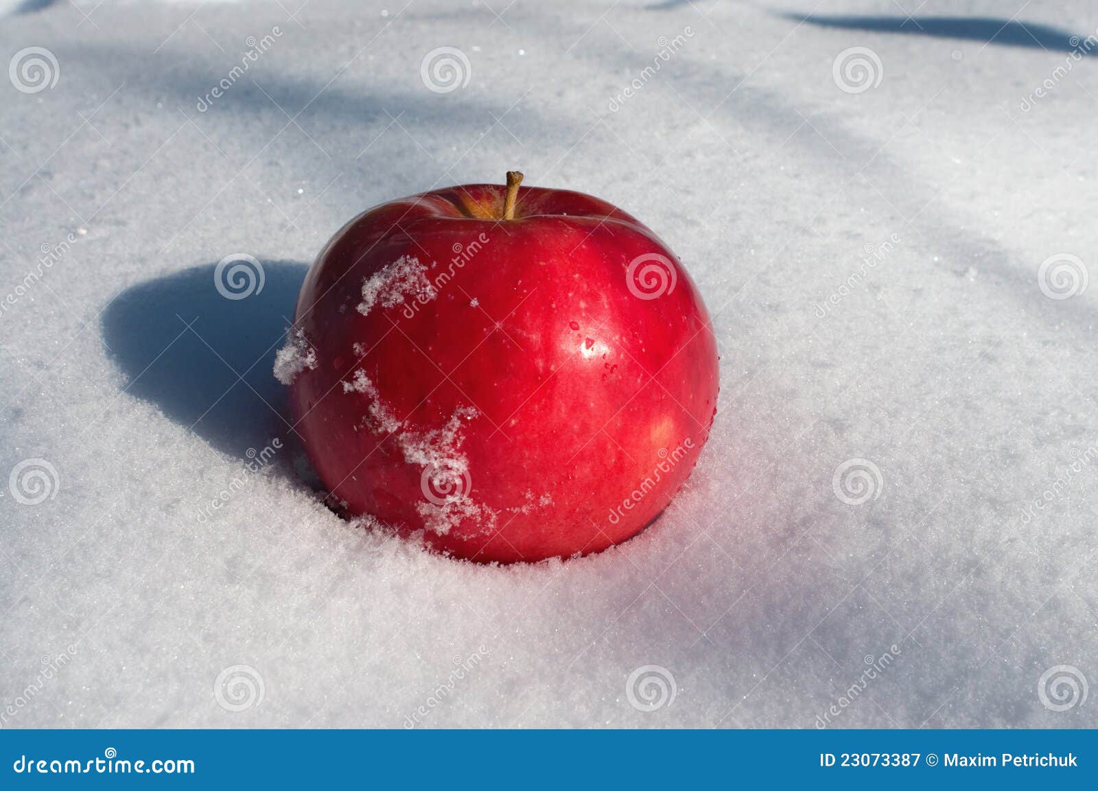 Apple on snow stock image. Image of cold, orchard, delicious - 23073387