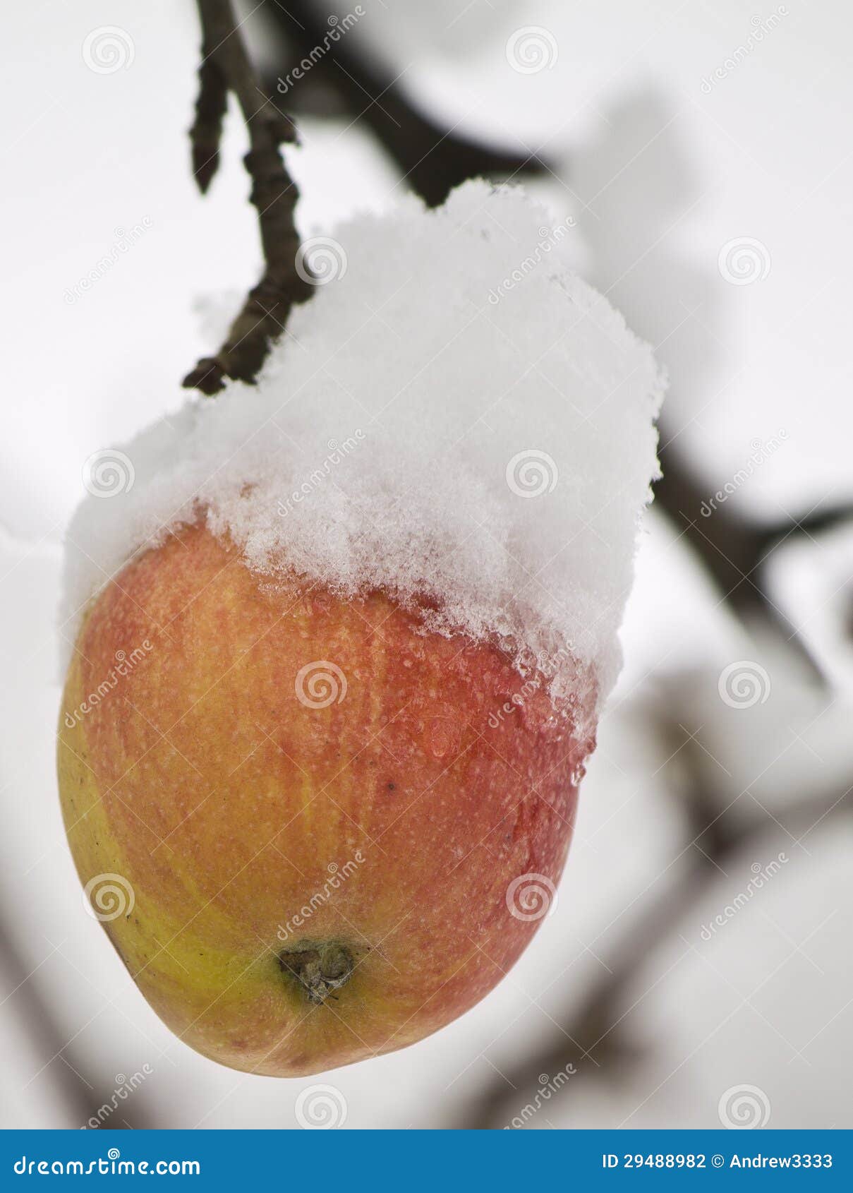 Apple and snow stock photo. Image of plant, apple, natural - 29488982