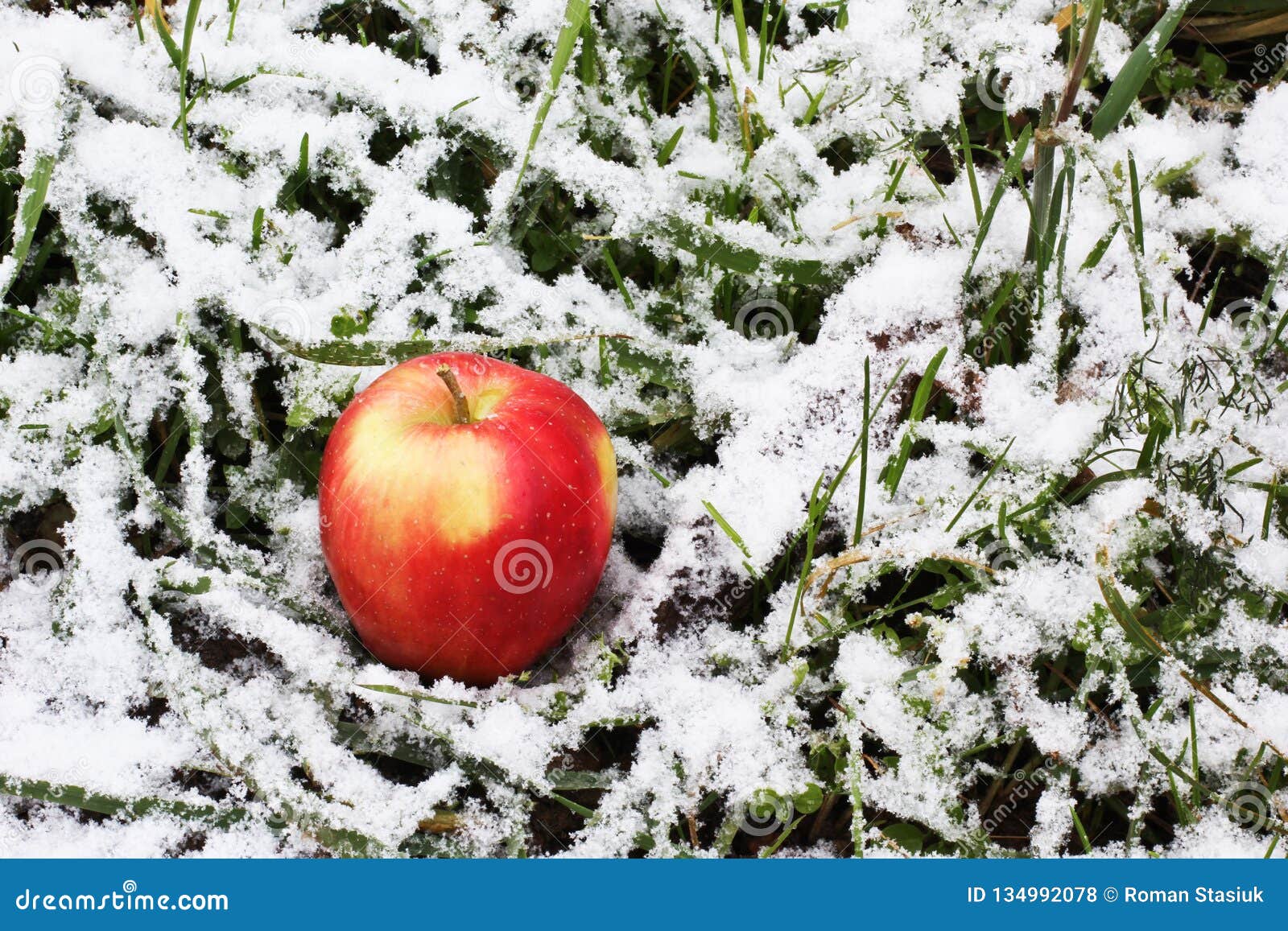 Apple in the snow stock photo. Image of berry, bunch - 134992078