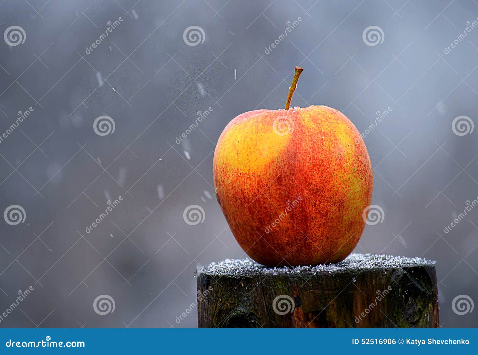 Apple on the snow stock photo. Image of fruit, cold, winter - 52516906