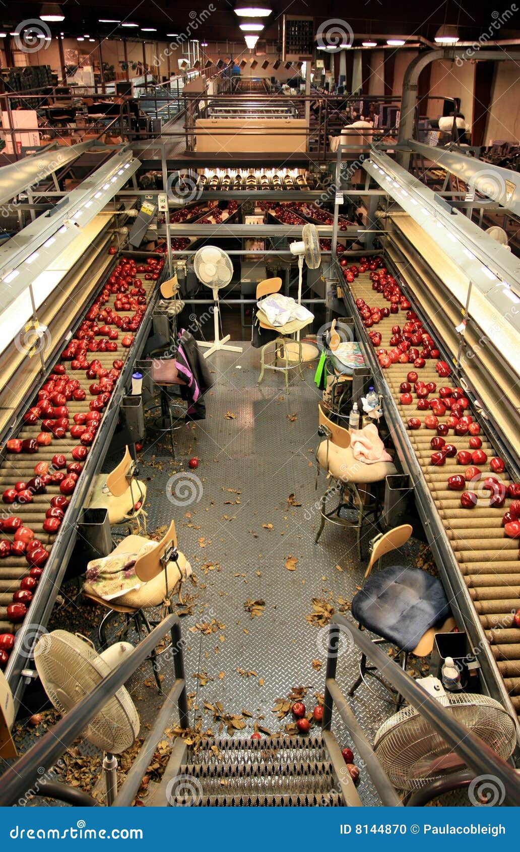 Apple Sorting Line stock photo. Image of yield, sweet - 8144870