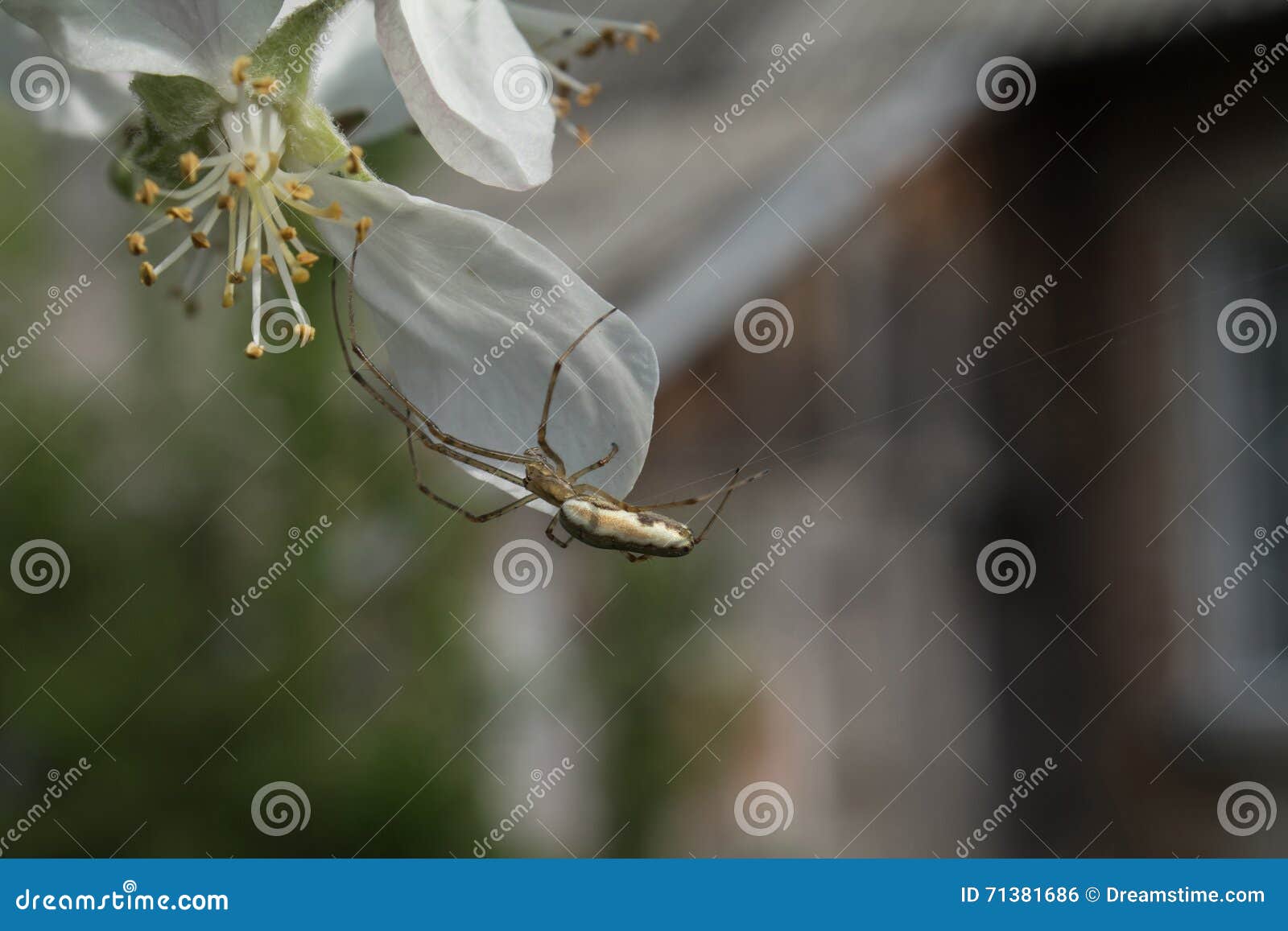 Apple spider stock photo. Image of lanky, blossom, close - 71381686