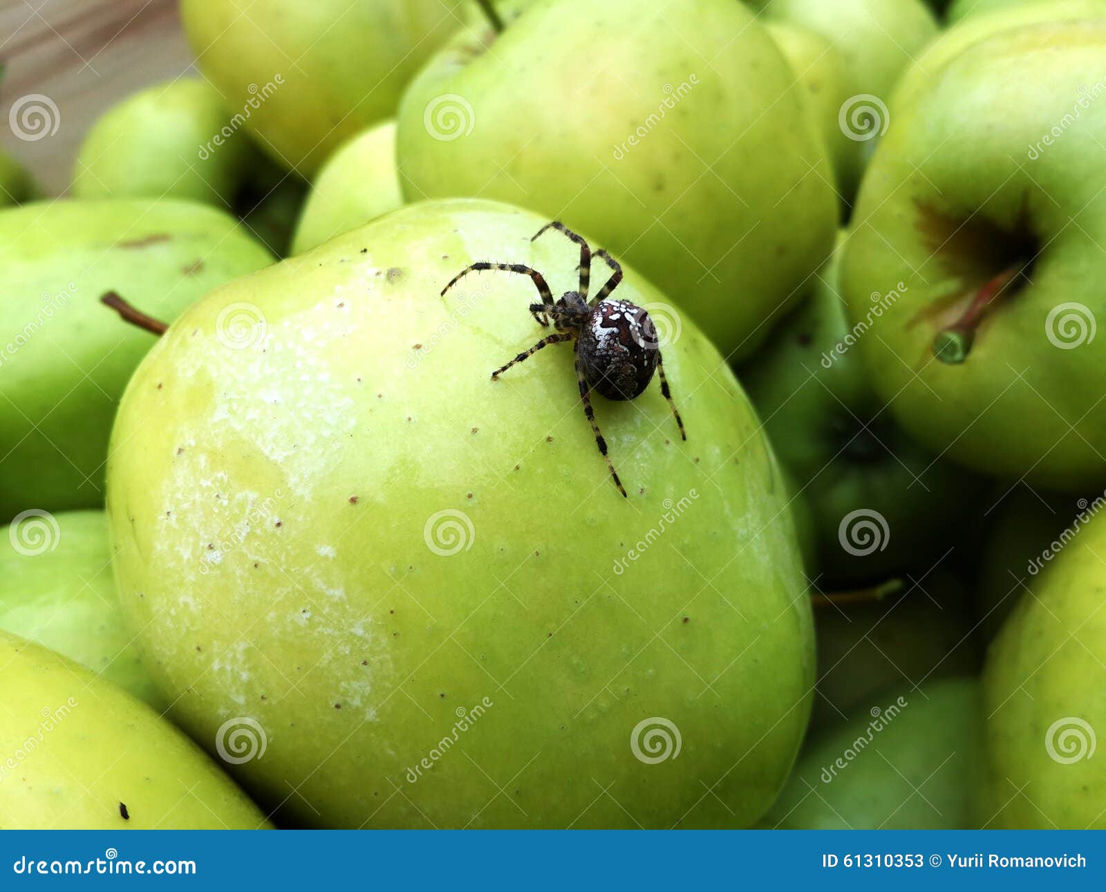Apple and spider. stock image. Image of diet, tasty, organic - 61310353