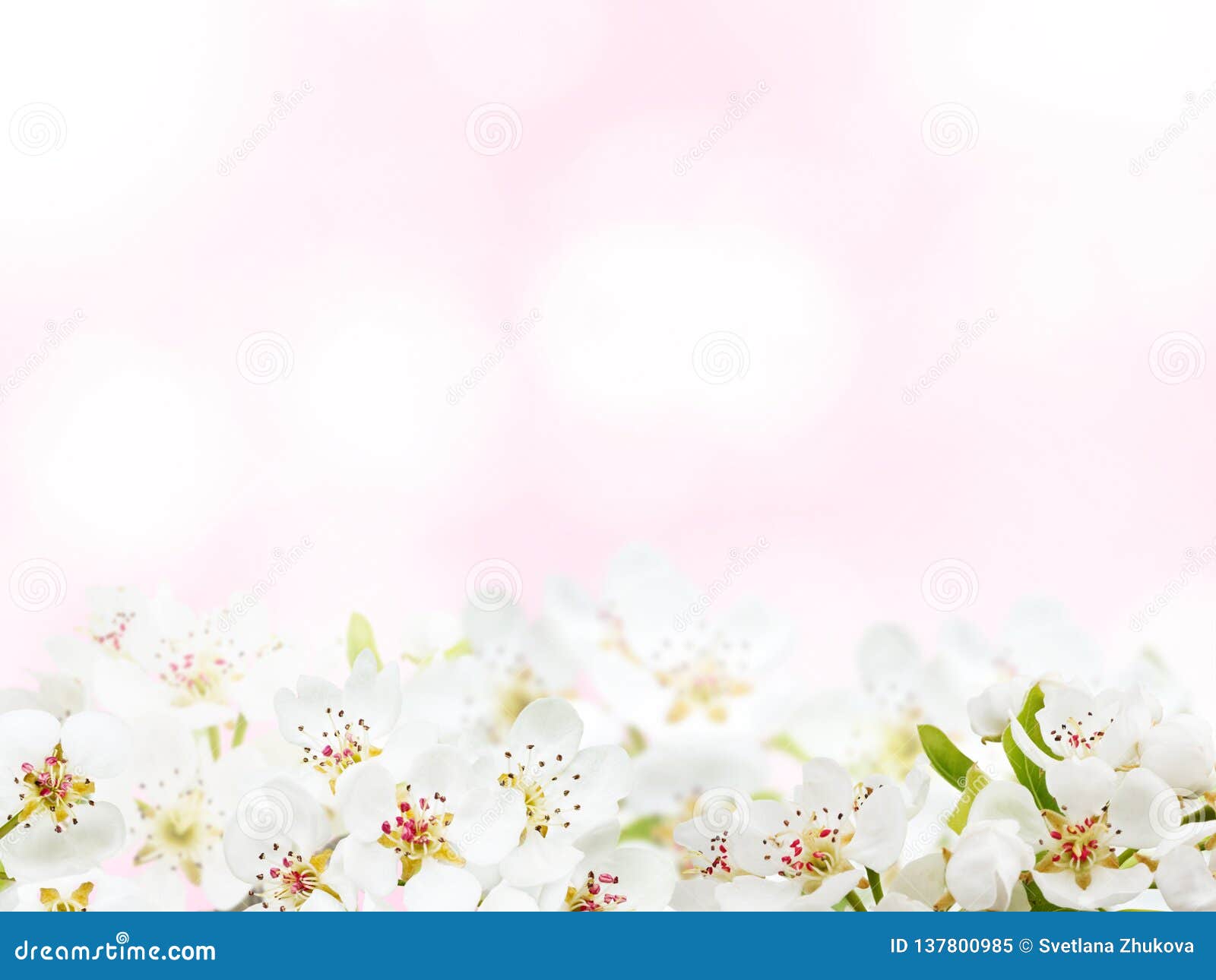 Apple Spring Flowers Pale Pink Background Stock Image - Image of easter ...